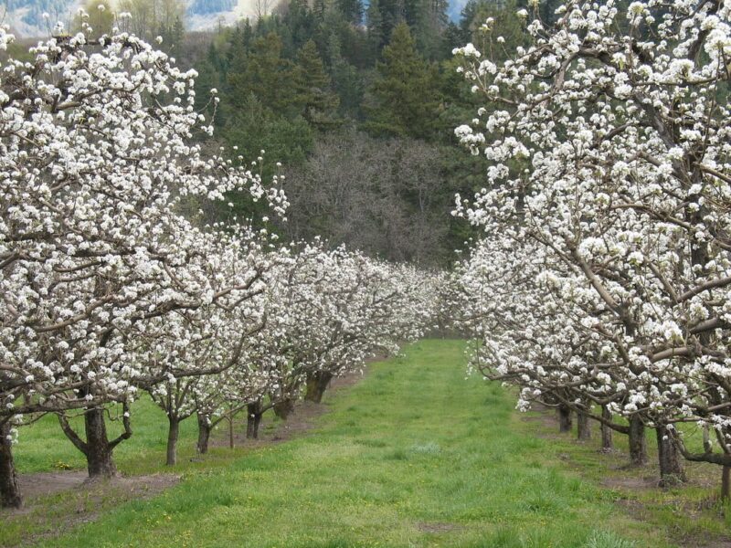 Fruit Trees - Minnie Online.co.za