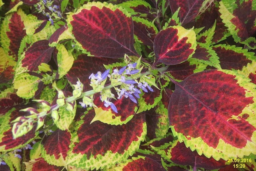 Plant Foliage - Minnie Online.co.za