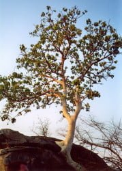 Minnie Online.co.za — Gardening, Nature, Travel and Holidays